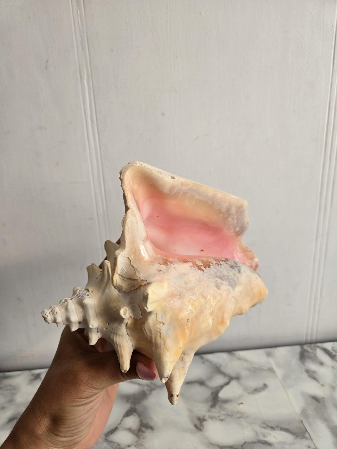 Large Seashell, Altar Piece, Sea Witch, Natural Trinkets, Home Decor ...