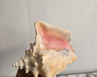 Large Conch Shell, Altar Piece, Sea Witch, Natural Curio, Home Decor ...