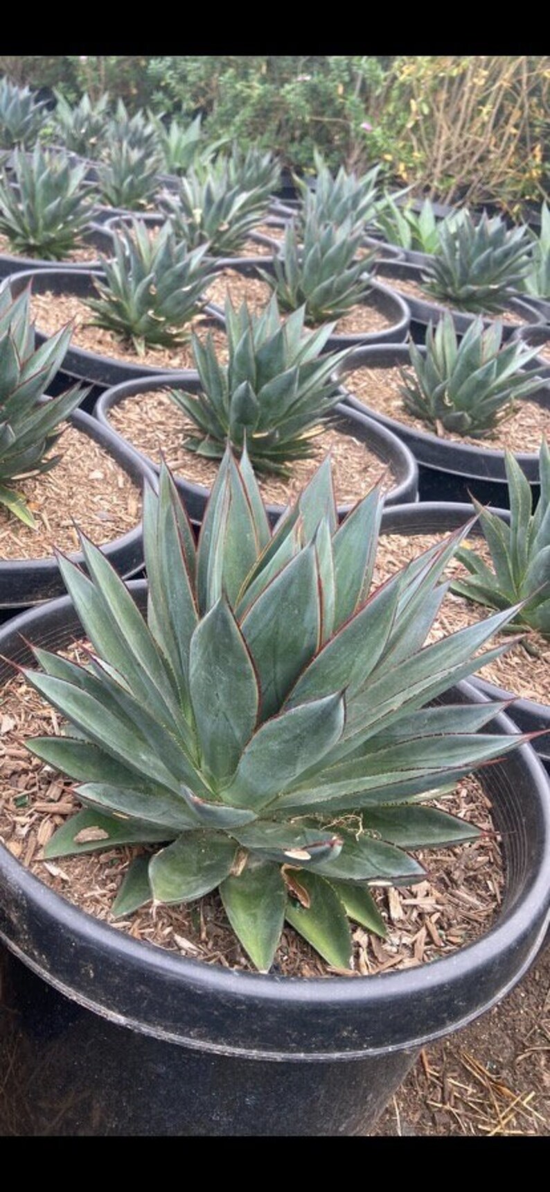 Agave Blue Glow - Etsy