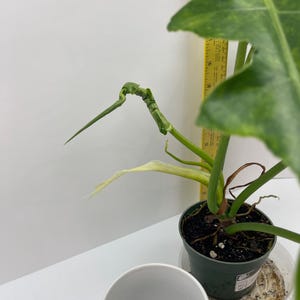 Philodendron Bob Cee Variegated Live Plant Rare Plant Rooted House ...