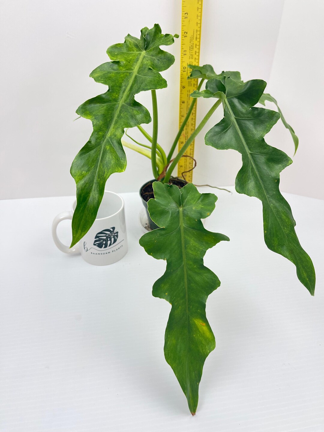 Philodendron Bob Cee Variegated Live Plant Rare Plant Rooted House ...