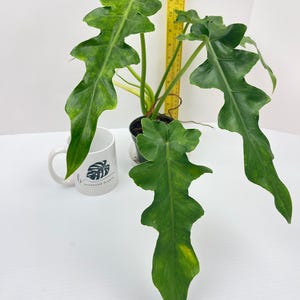 Philodendron Bob Cee Variegated Live Plant Rare Plant Rooted House ...