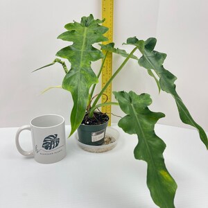 Philodendron Bob Cee Variegated Live Plant Rare Plant Rooted House ...