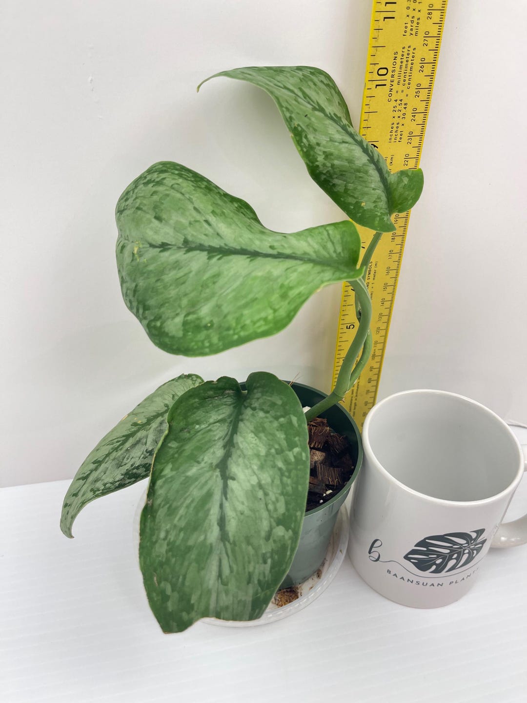 Scindapsus Mount Salak Live Plant Rare Plant Rooted House Plant 4in Pot ...