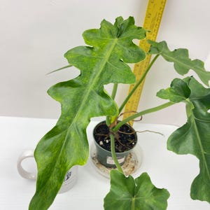 Philodendron Bob Cee Variegated Live Plant Rare Plant Rooted House ...