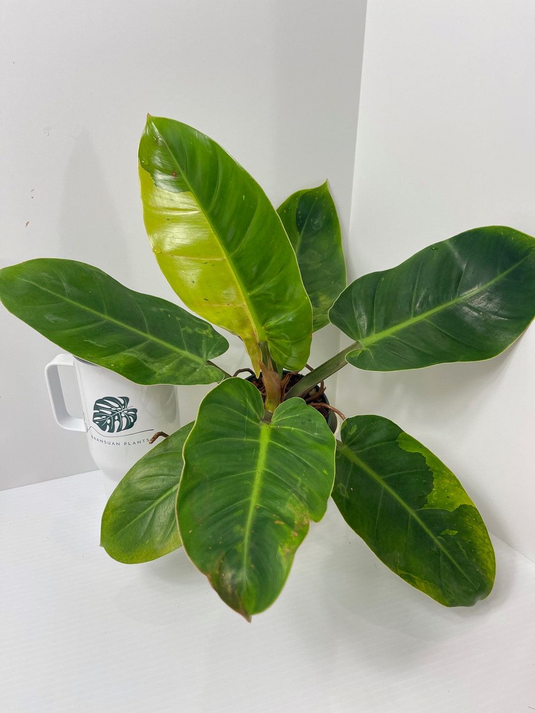 Philodendron Rui-sup Variegated Live Plant Rare Plant Rooted House ...