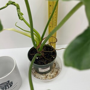 Philodendron Bob Cee Variegated Live Plant Rare Plant Rooted House ...