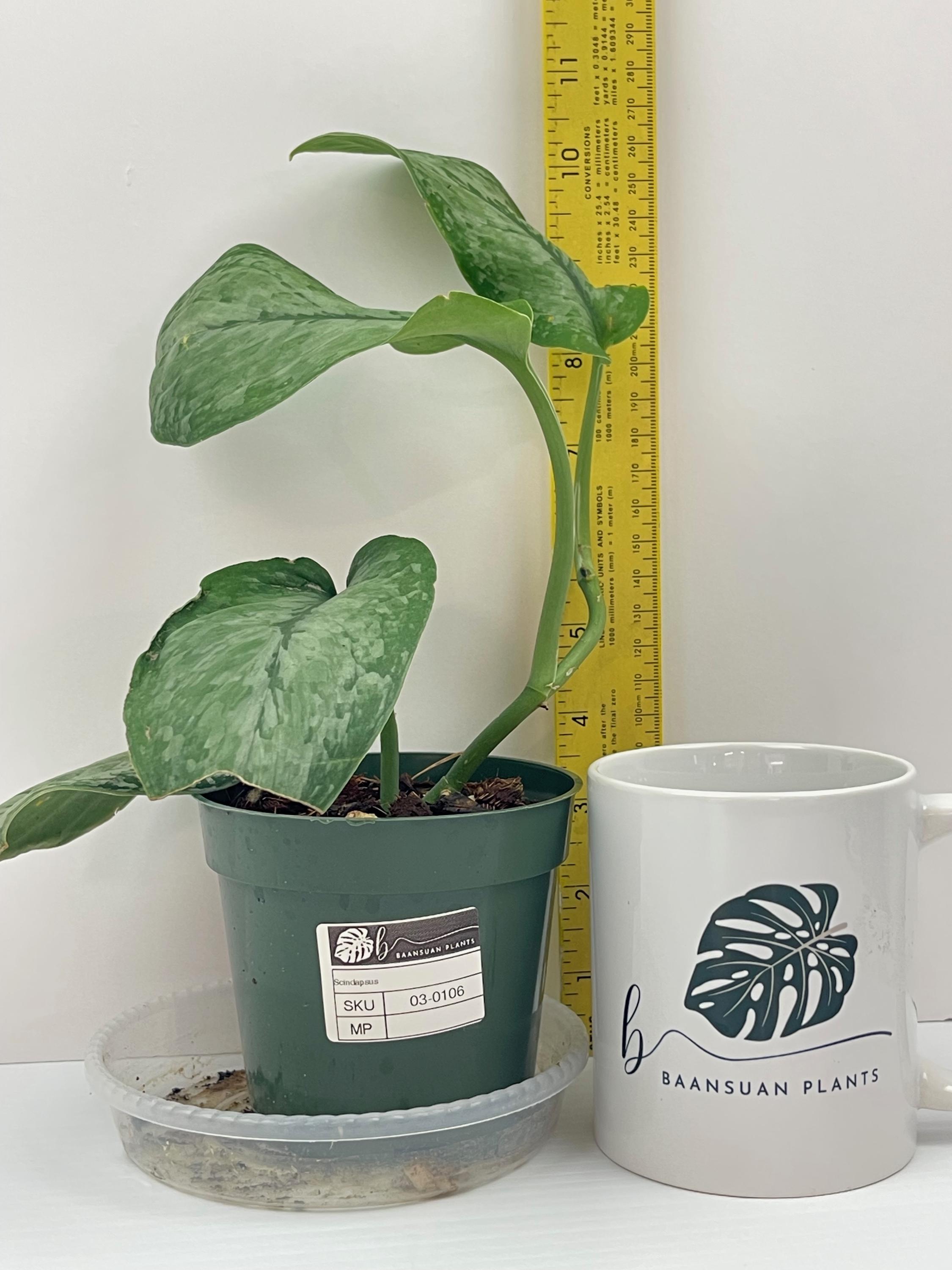 Scindapsus Mount Salak Live Plant Rare Plant Rooted House Plant 4in Pot ...