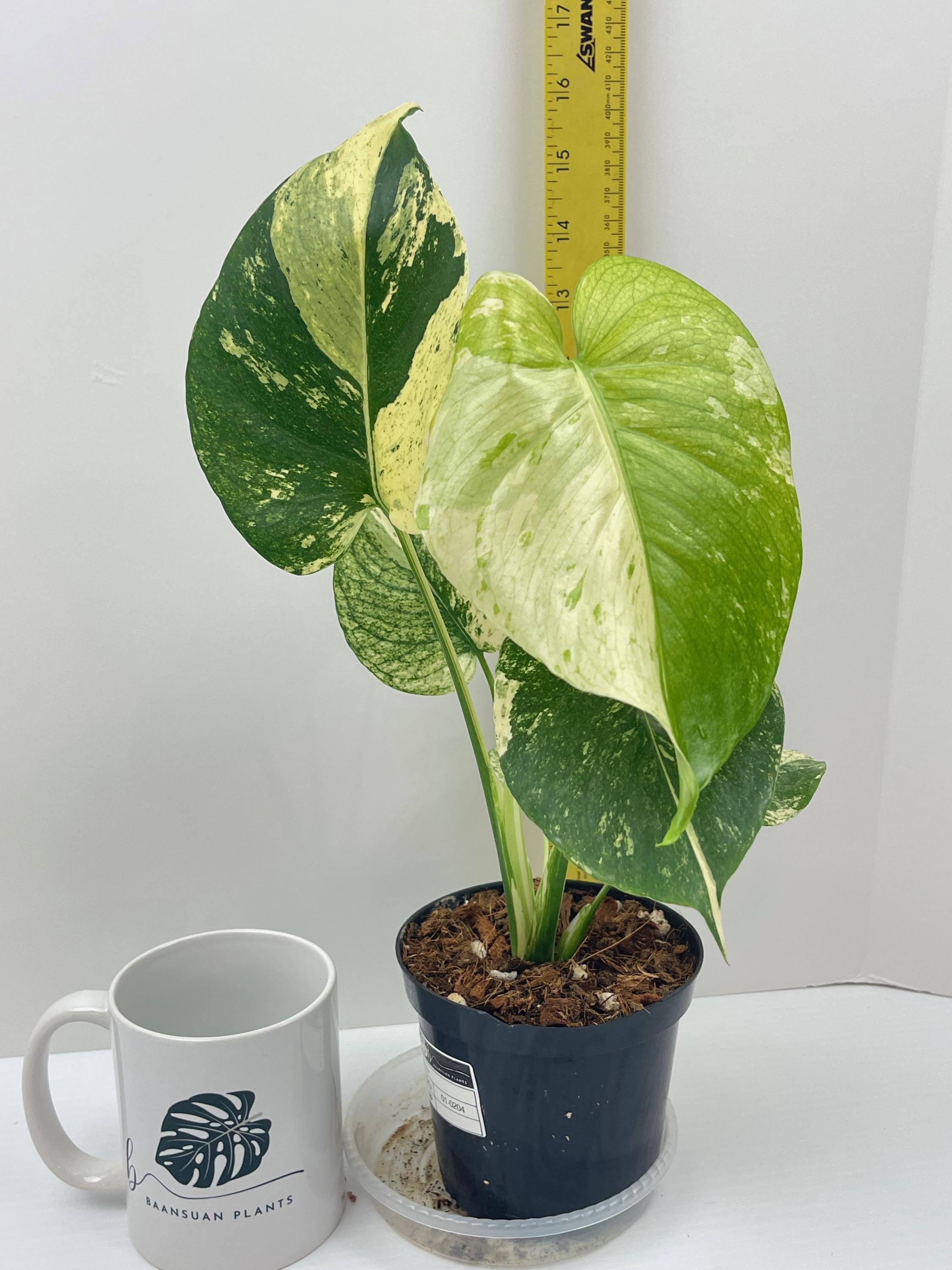 Monstera Mint Live Plant Rare Plant Rooted Established From Tissue ...