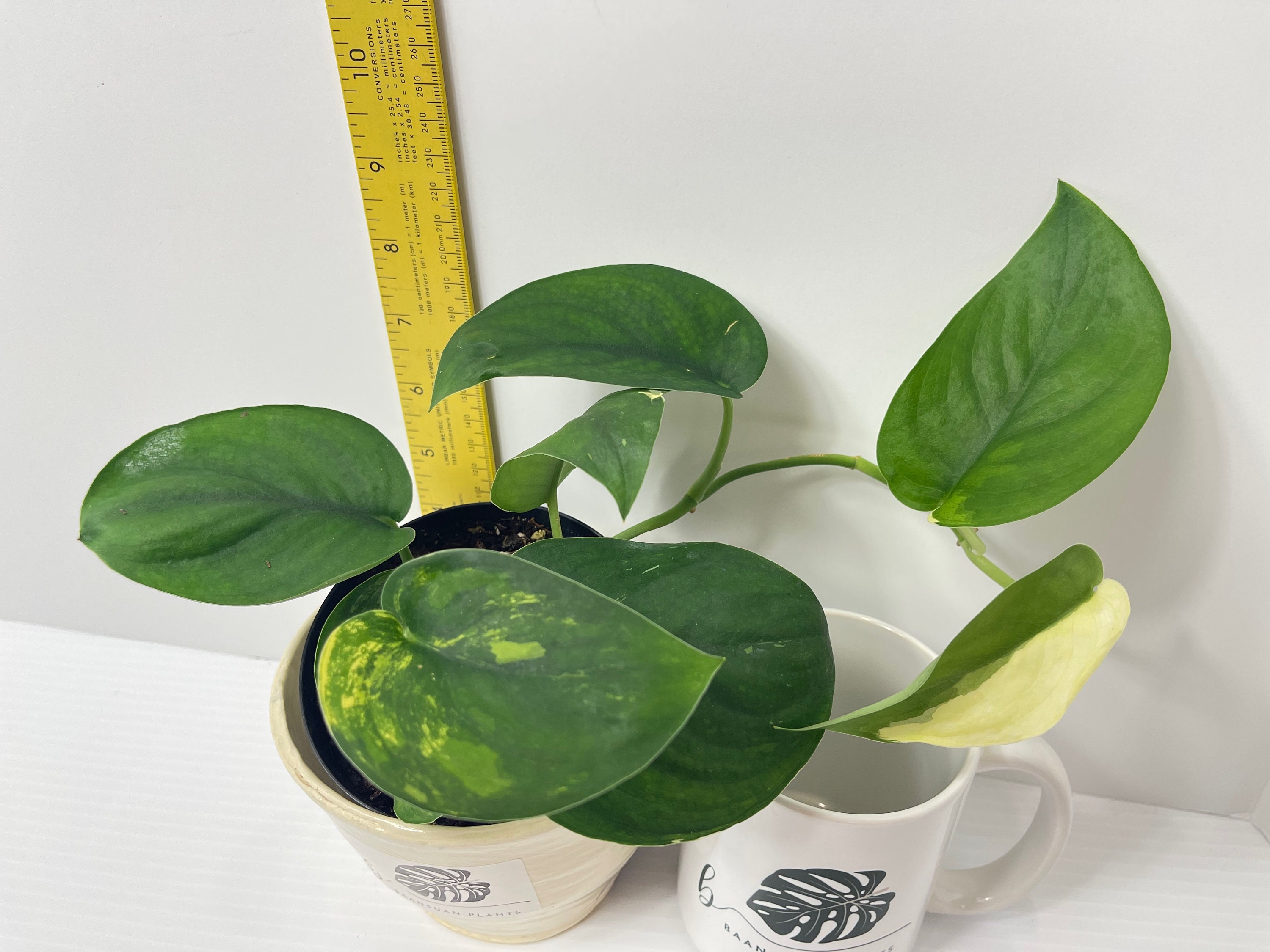 Scindapsus Jade Satin Albo Variegated Live Plant Rare Plant Rooted ...