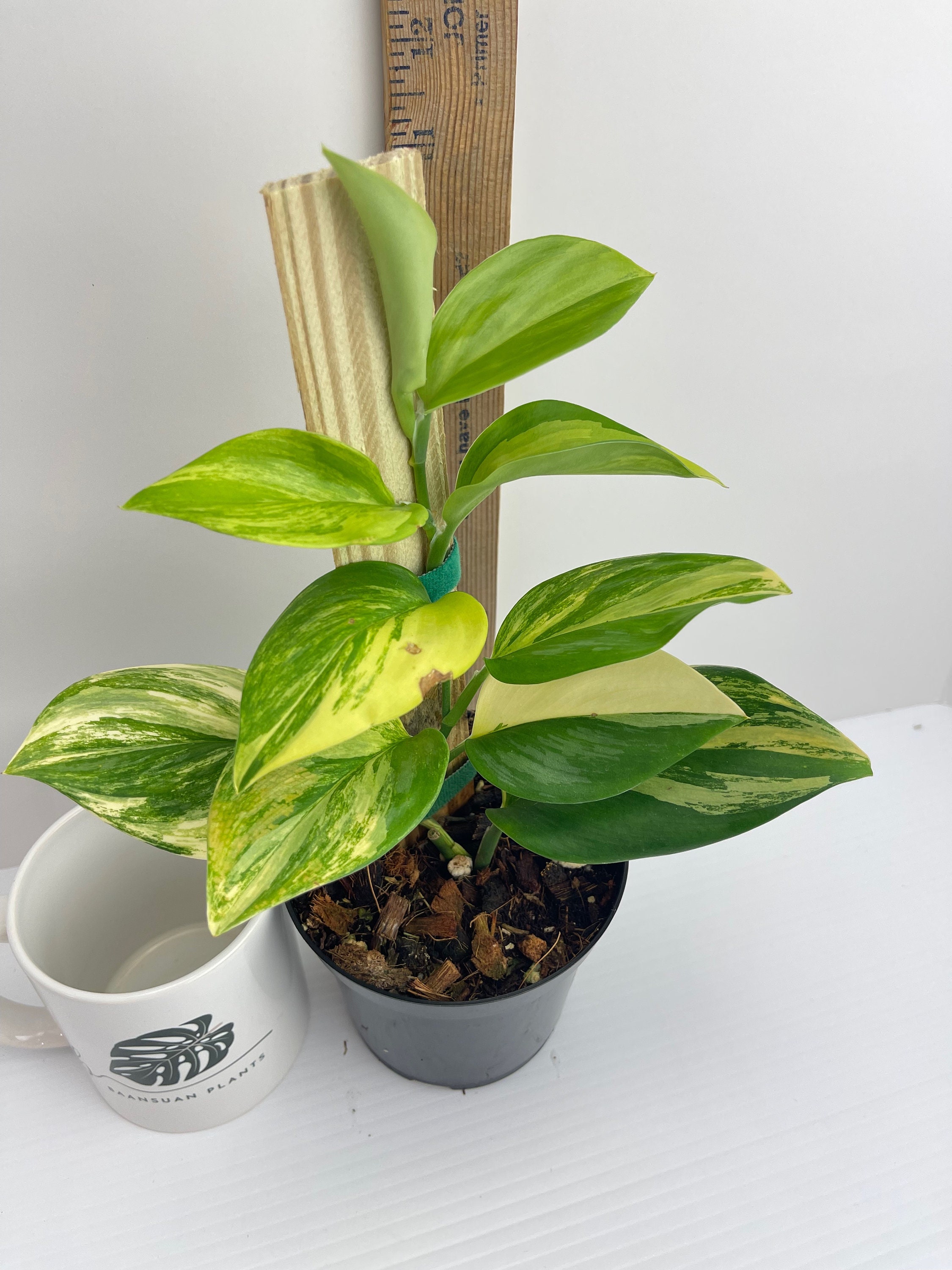 Scindapsus Rubicon Live Plant Rare Plant Rooted House Plant 5in Pot - Etsy