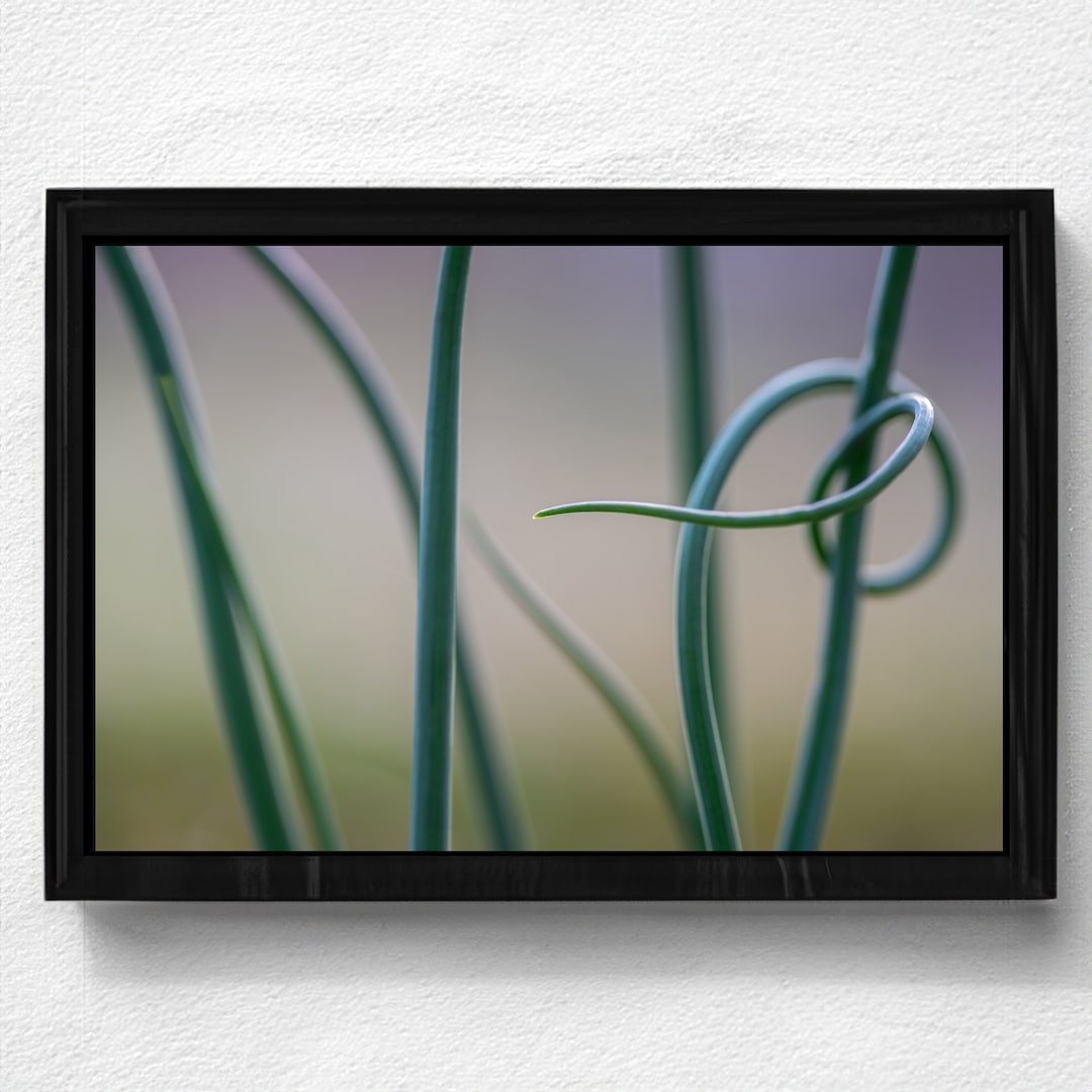 Tendrils nature's Dance Printable Nature Photography, High Resolution ...