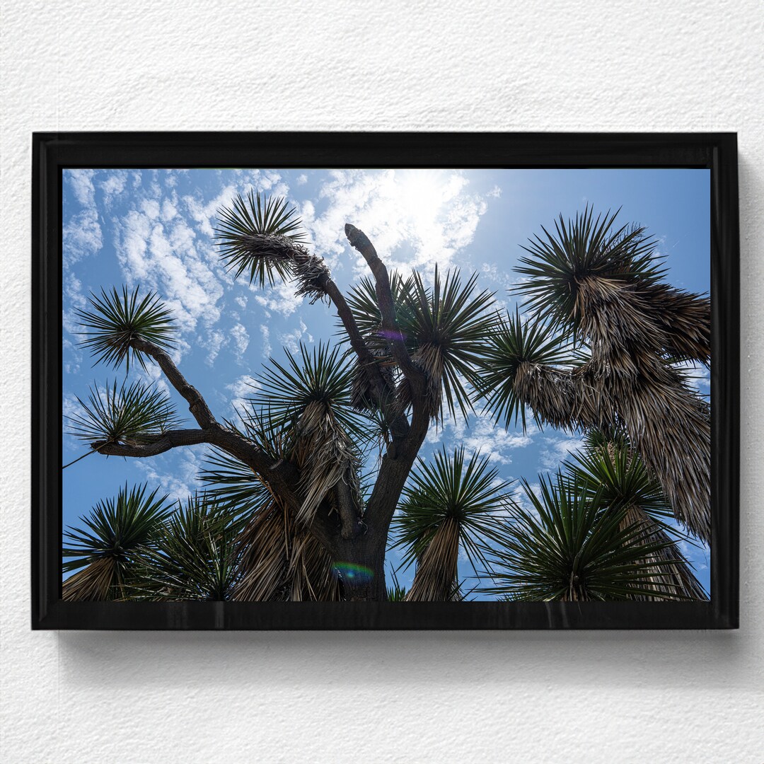 Blue Sky Trees Printable Nature Photography, High Resolution, Instant ...