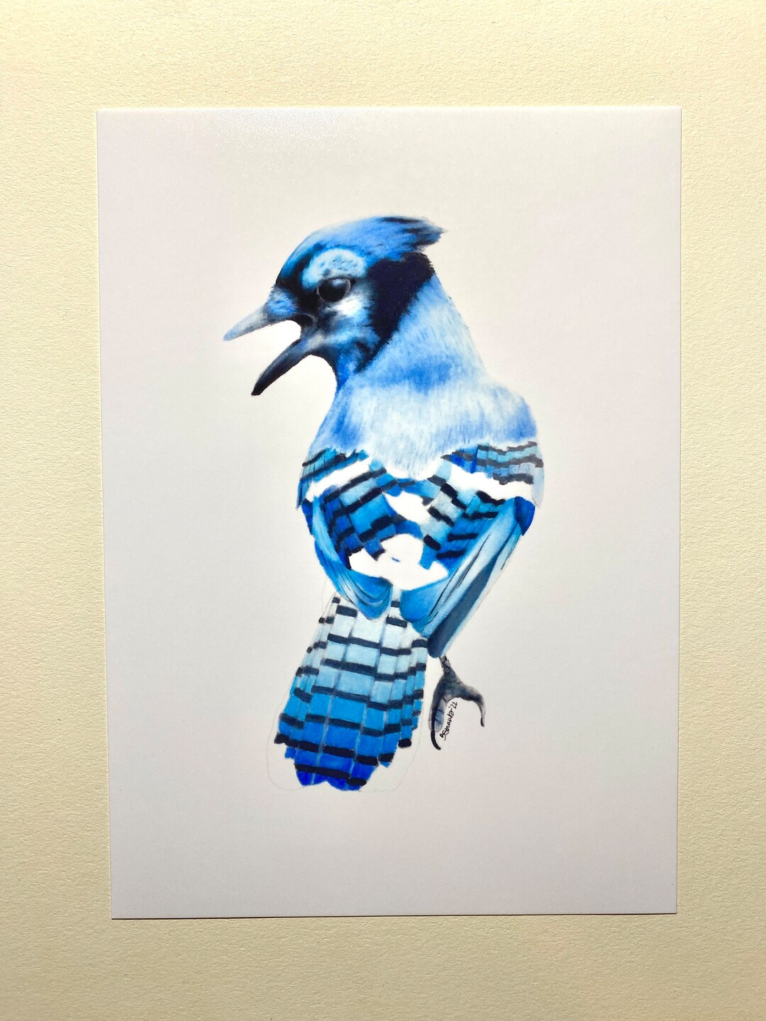 Blue Jay Art Print - Etsy