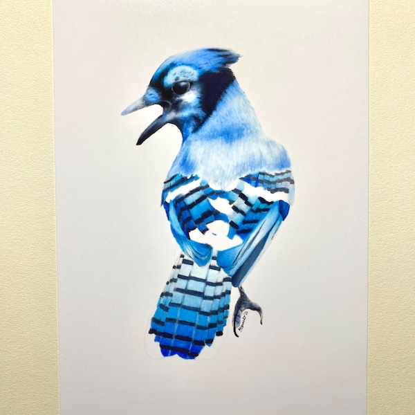 Blue Jay Art Print - Etsy