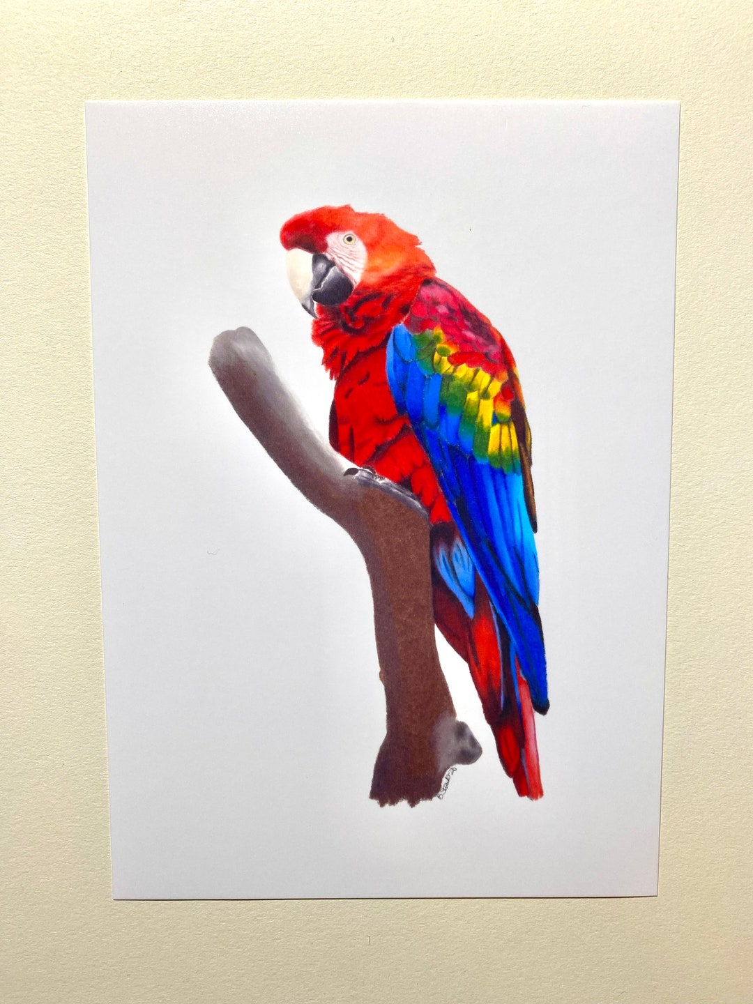 Parrot Art Print - Etsy