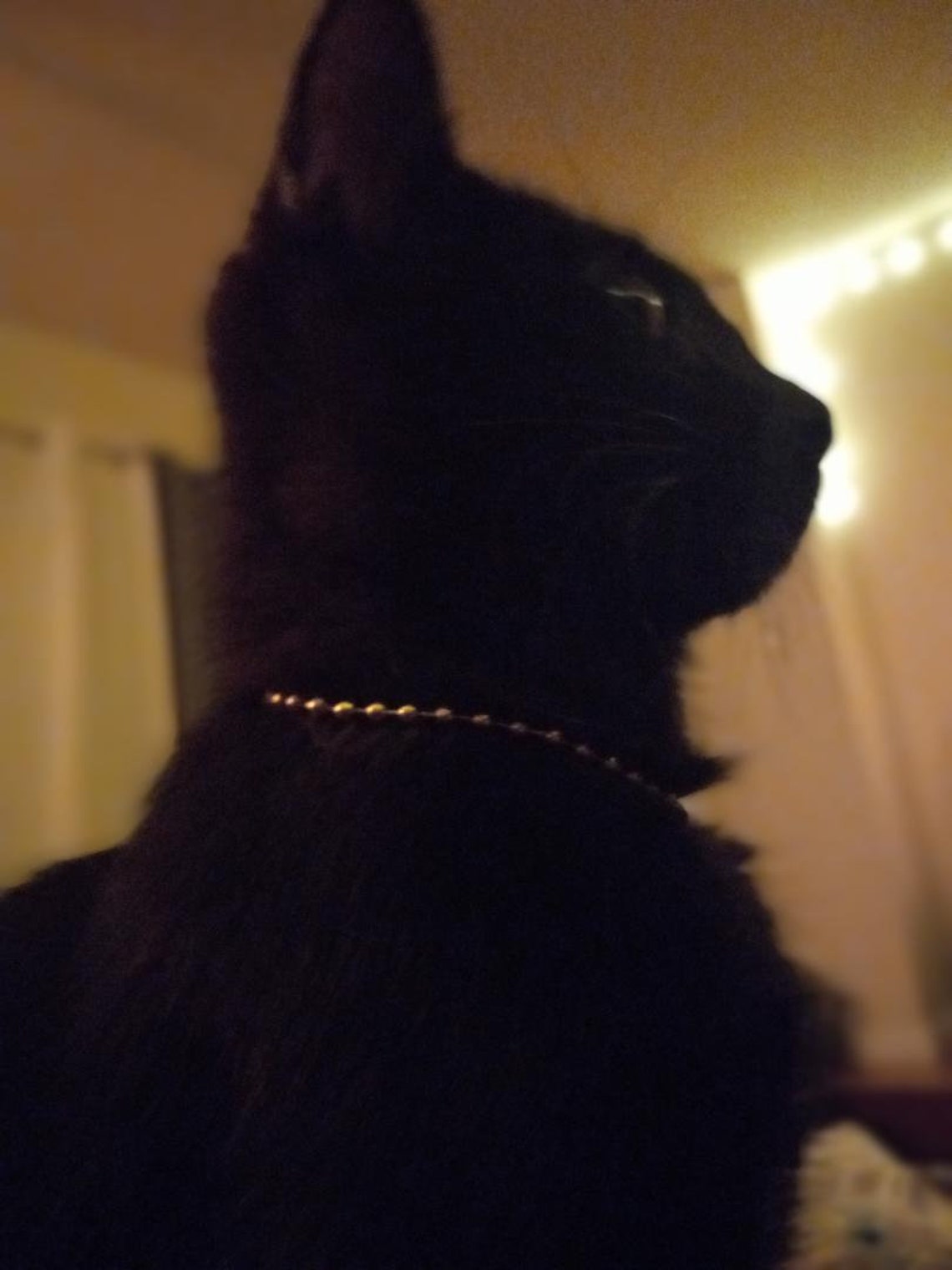 Gold Bling for Big Cats. COMING SOON. - Etsy