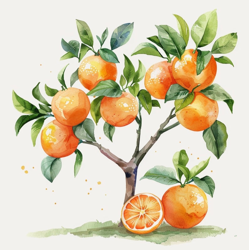 Grapefruit Trees Clipart - Etsy