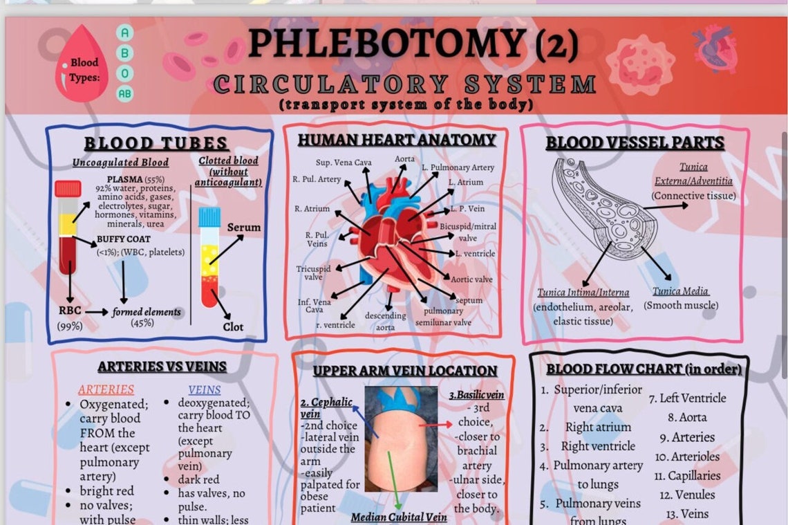 Phlebotomy Study Guide for National State Testing - Etsy