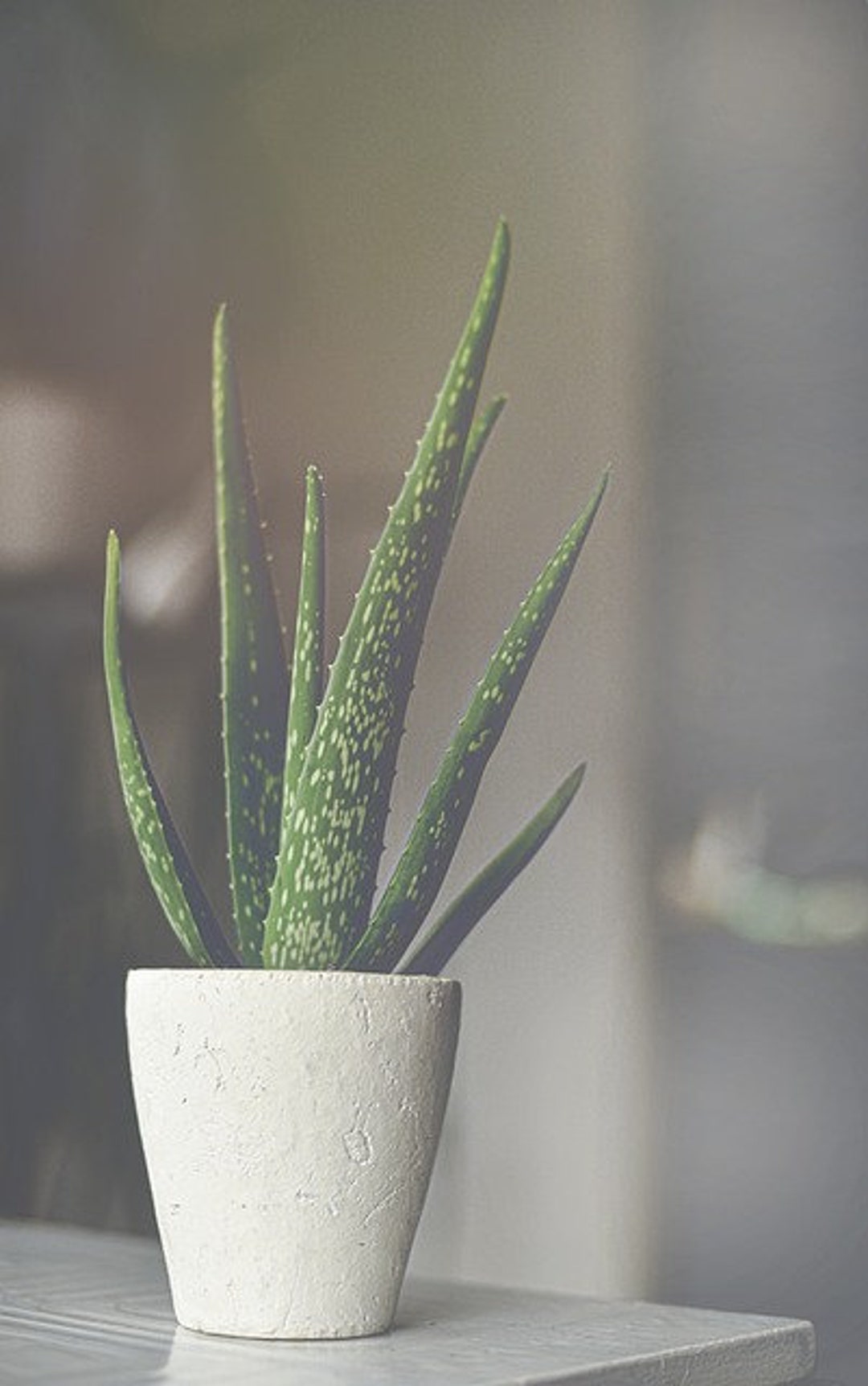 Aloe Vera Plant Care Guide - Printable - Etsy