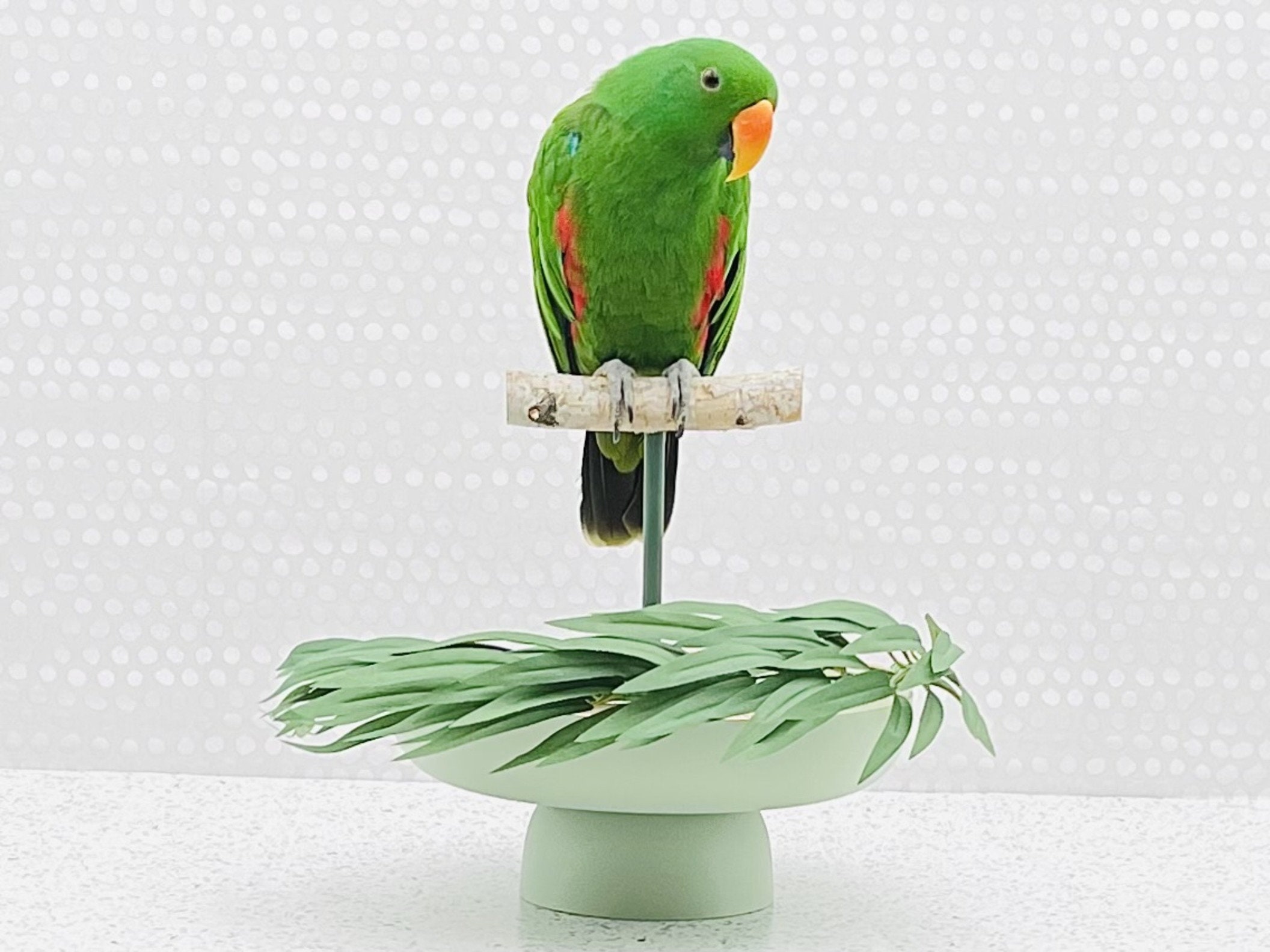 Mint Green Parrot Stand Tabletop Parrot Stand Portable Parrot Stand ...