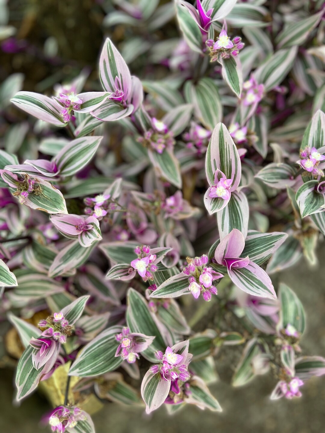 Digital Photography, Silver Inch Plant, Amor De Hombre, Planta, Plant ...