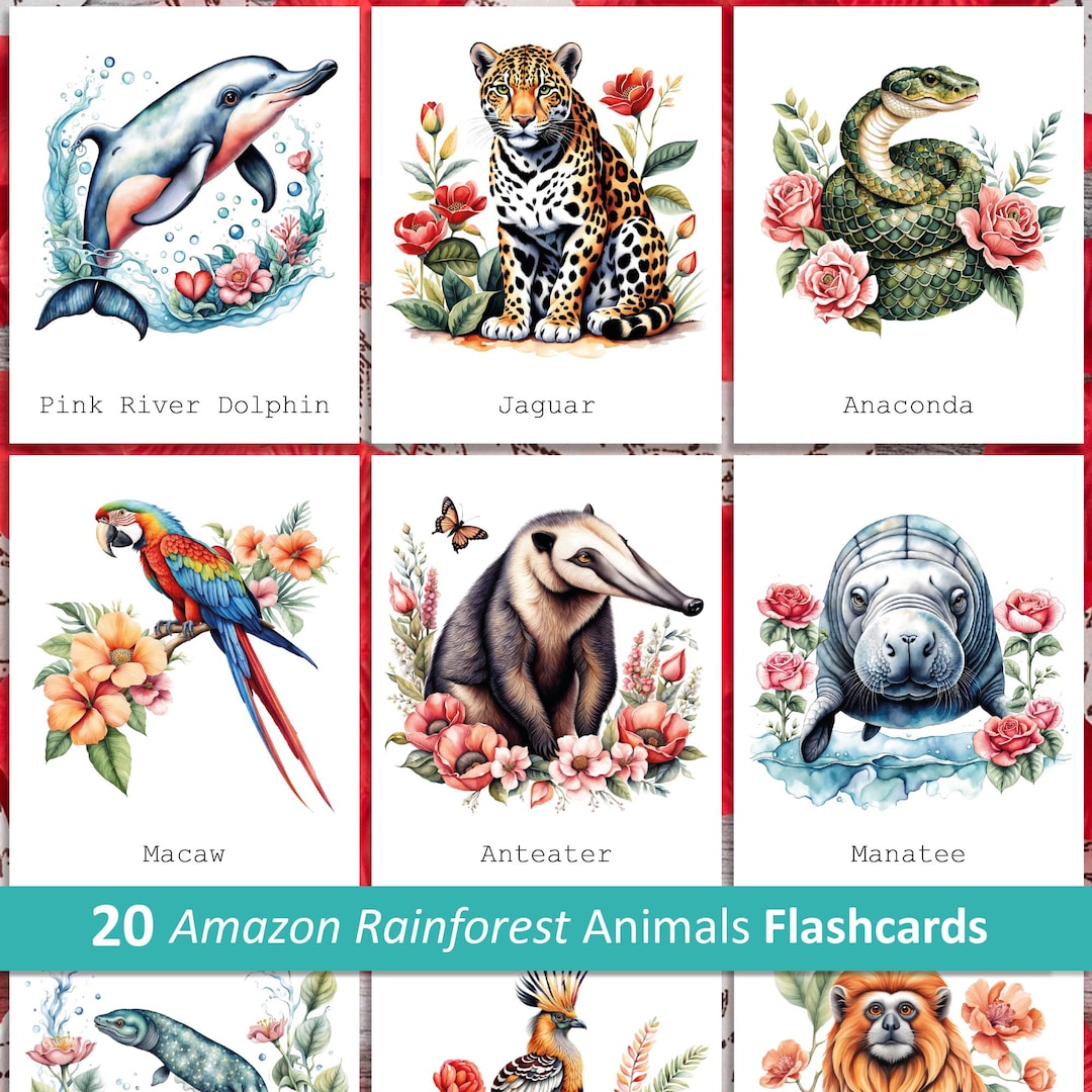 Amazon Rainforest Animals Flashcards: Montessori Learning (digital ...