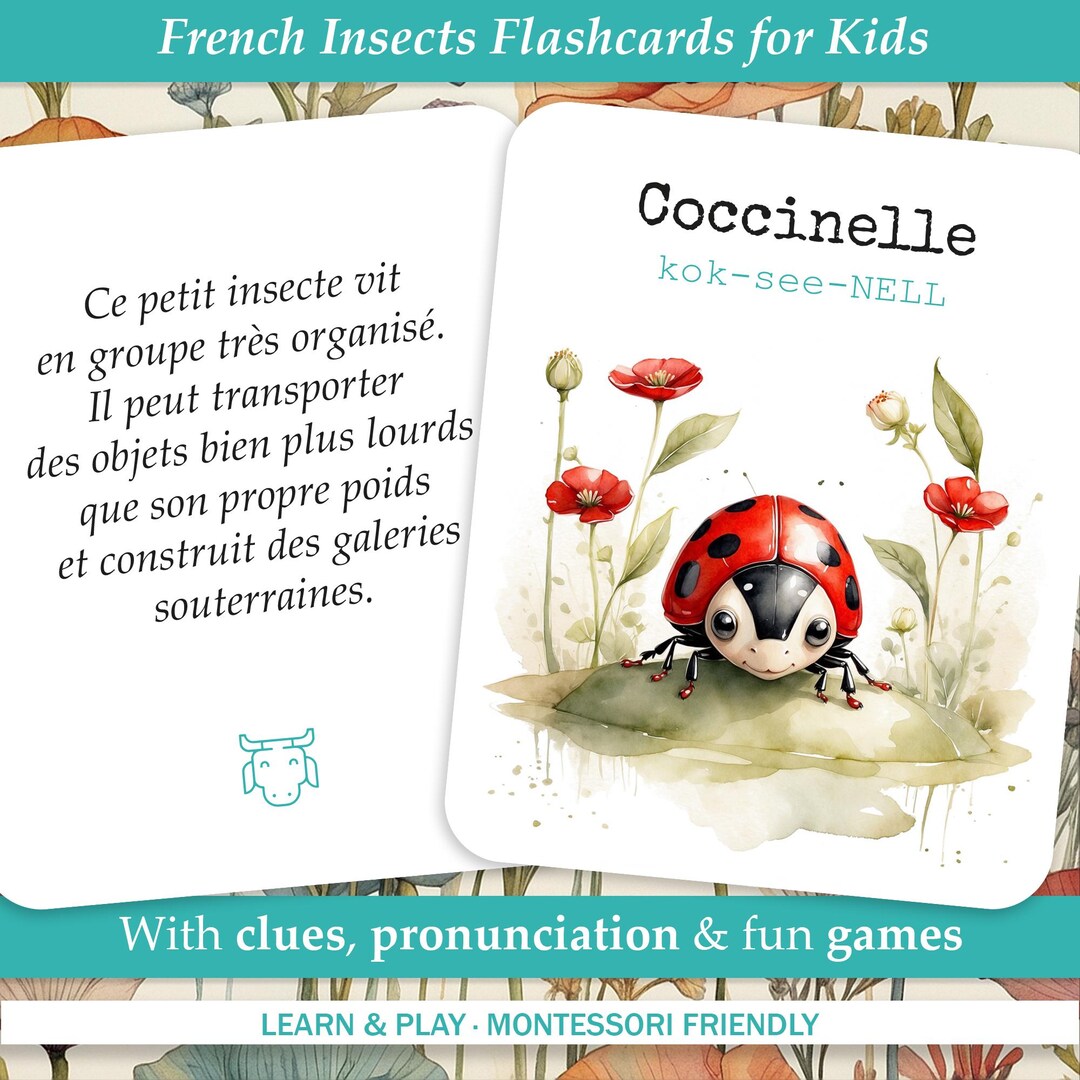 French Insects Flashcards – Printable Educational Cards With Clues ...