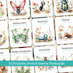 French Insects Flashcards – Printable Educational Cards With Clues ...