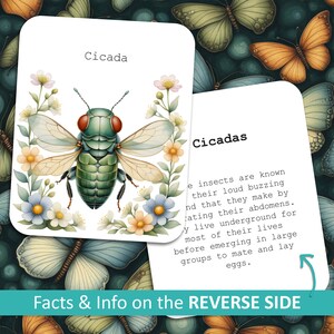 Printable Insect Flashcards for Kids | Nature & Science Learning | Set ...