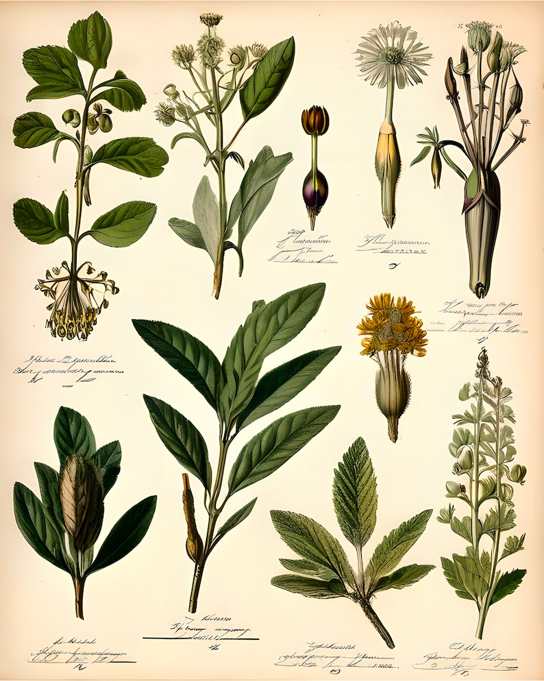 Plant Specimen Botanical Drawing Clipart Digital Download - Etsy