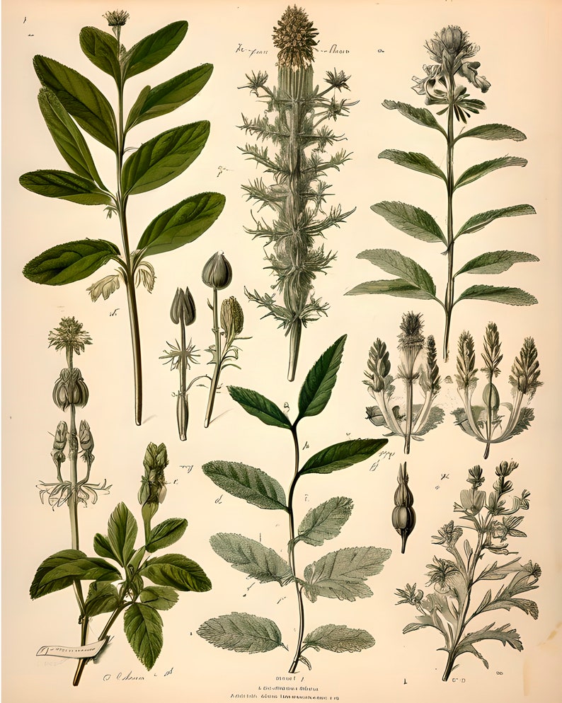 Plant Specimen Botanical Drawing Clipart Digital Download - Etsy