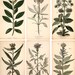 Plant Specimen Botanical Drawing Clipart Digital Download - Etsy