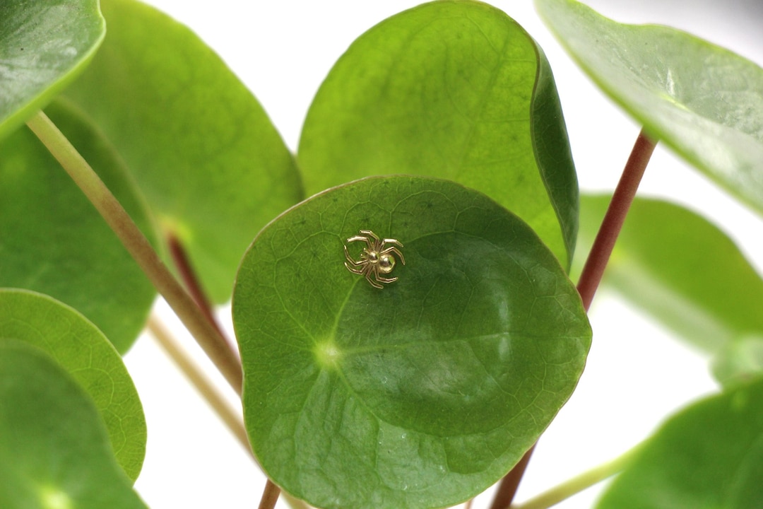 14K Solid Gold Spider Piercing: Tragus, Cartilage, Helix Earring - Etsy