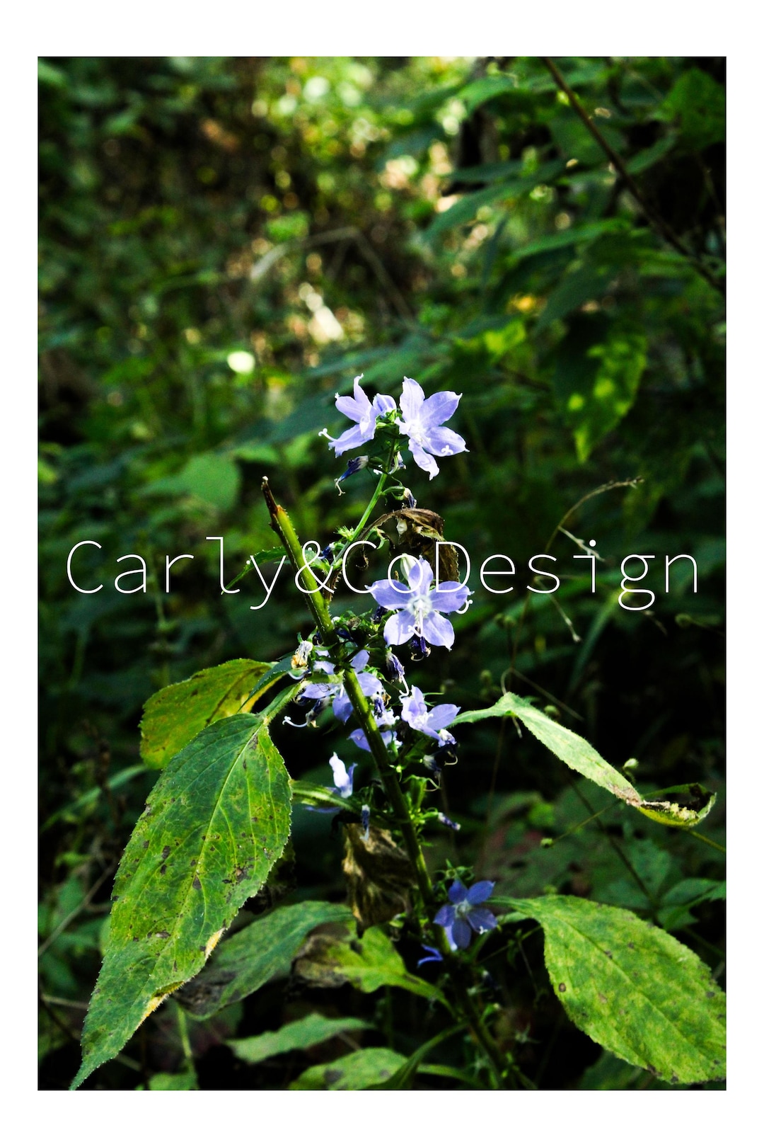 Printable Purple Flower Photo - Etsy