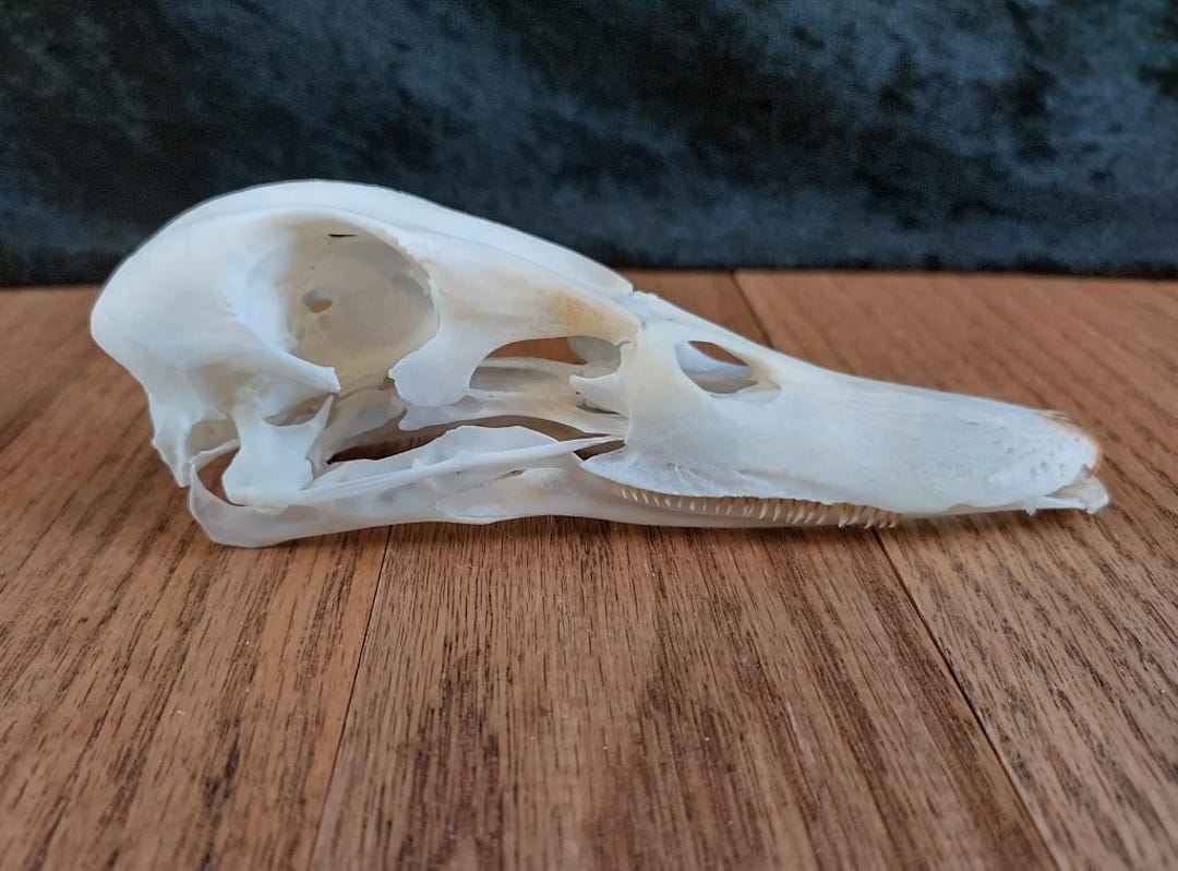 Craft Grade Rouen Duck Skulls, Beetle Cleaned, Degreased, and Whitened ...