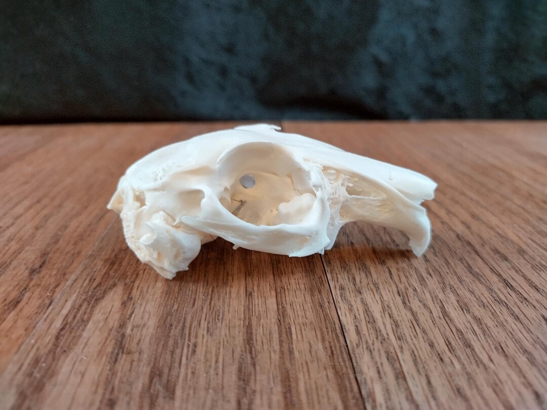 Rabbit Cranium, Real Domesticated Bunny Bones - Etsy