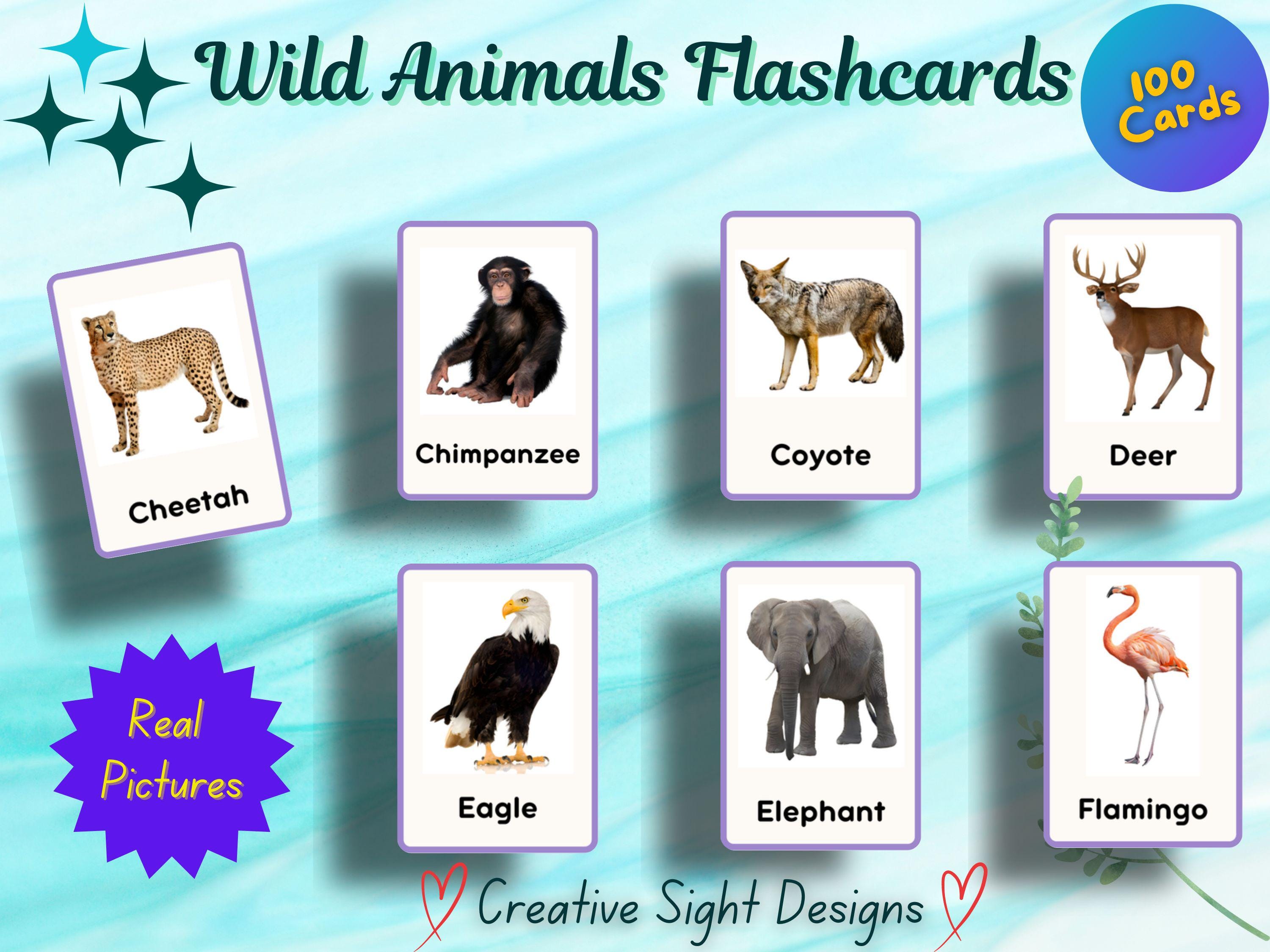 100 Wild Animals Flashcards for Kids Real Images Montessori Cards ...