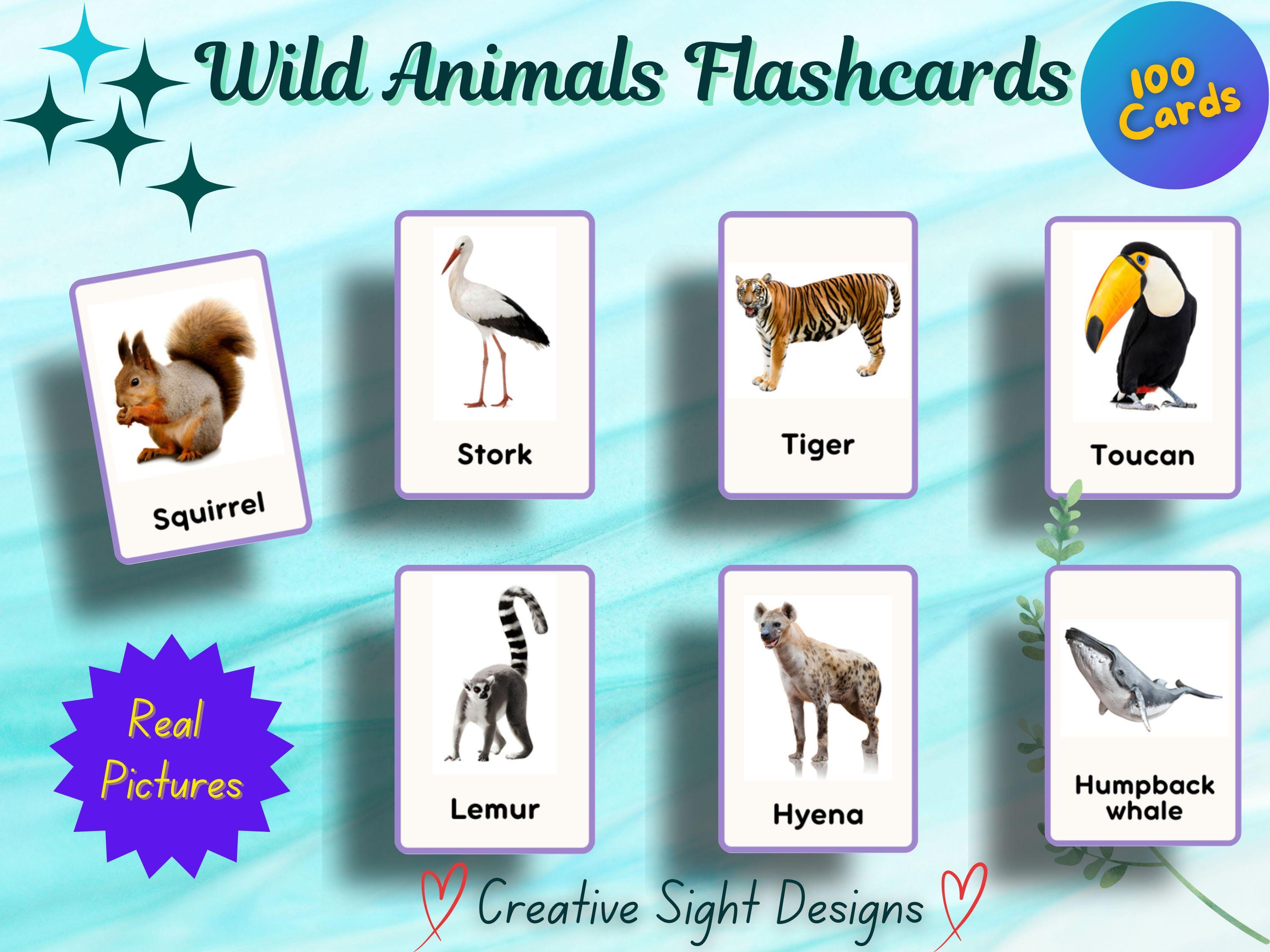 100 Wild Animals Flashcards for Kids Real Images Montessori Cards ...
