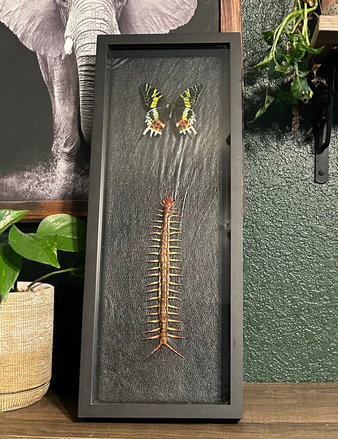 Real Centipede and Madagascan Sunset Moth Taxidermy Duo - Etsy