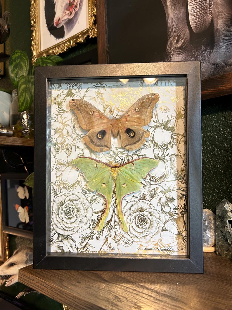 Real Framed Luna Moth and Polyphemus Moth Duo - Etsy