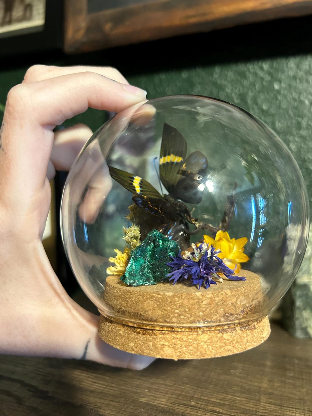 Real Repleta Moth Mini World - Etsy