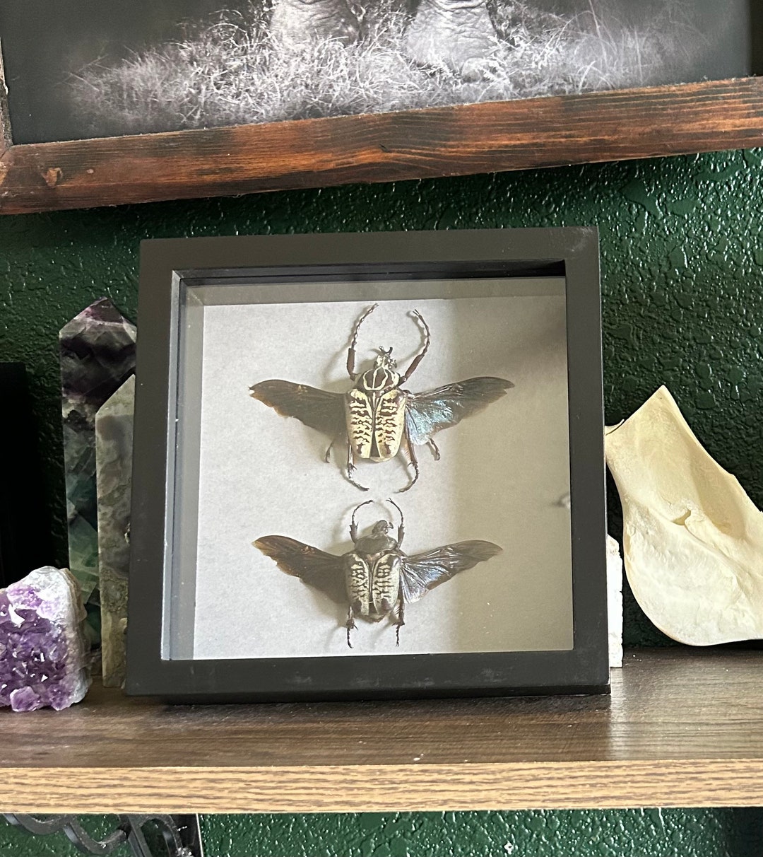 Framed Real Male/female Goliath Beetle Duo - Etsy