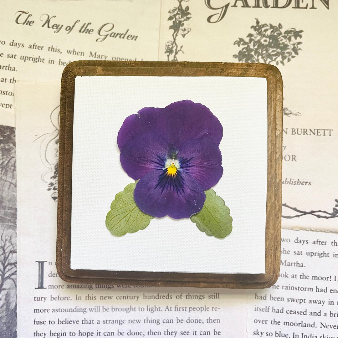 Pressed Viola Flower Art: Botanical Canvas Wall Hanging - Etsy