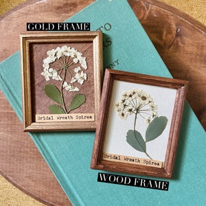 Tiny Framed Herbarium Pressed Flower Art: Mini Fern Artwork - Etsy