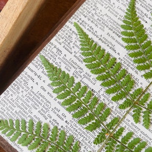 Large Vintage Book Page Forest Fern Wall Art 7"x 9" | Botanical Fern ...