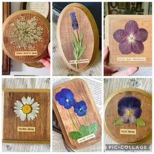 Herbarium Gallery Wall Art: Pressed Flower Wooden Plaque - Etsy UK