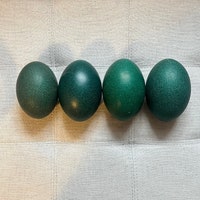 Emu Egg - Etsy