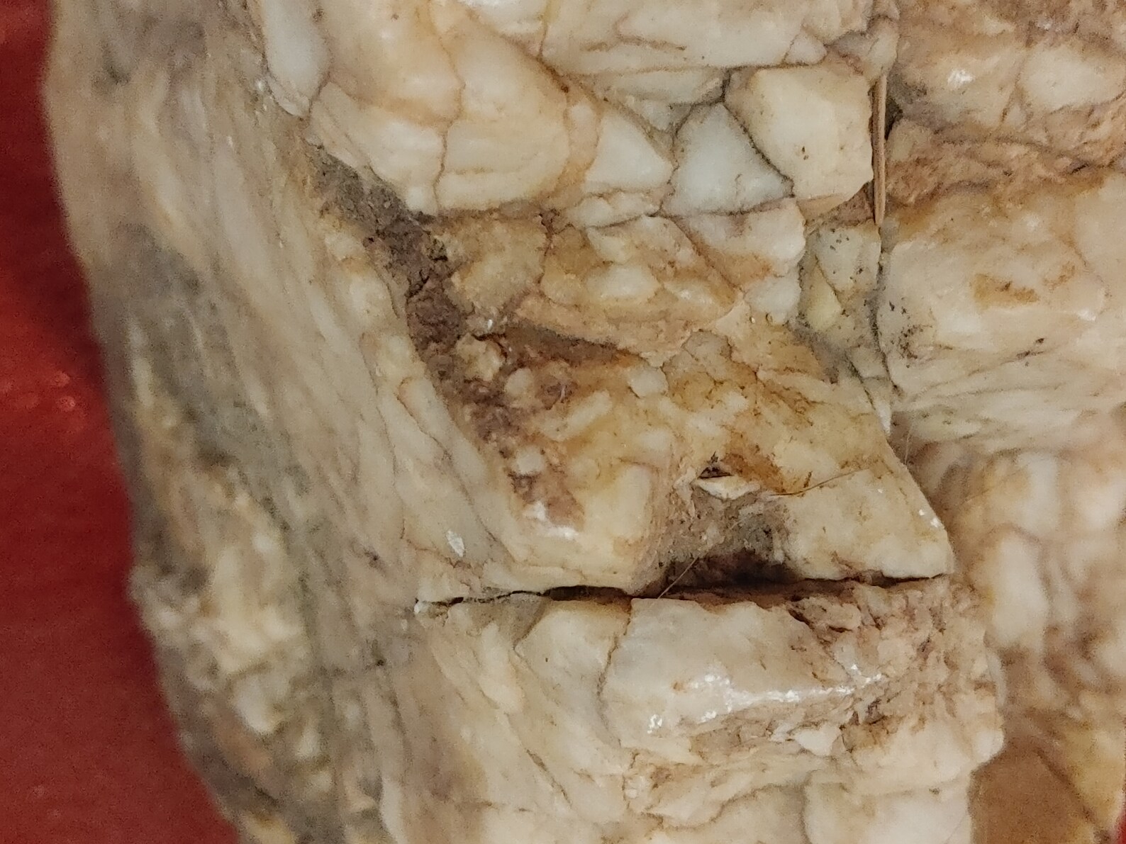 Milky Leopard Quartz Healing Rare Raw Mini Boulder Geo Cluster Yellow ...
