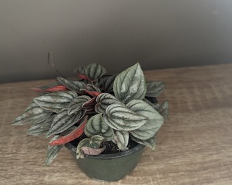 Red Emerald Ripple Peperomia 6 - Etsy